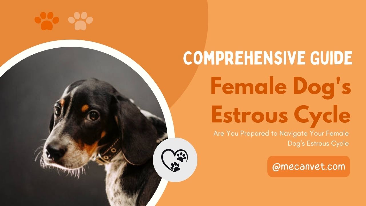 Comprehensive Guide to Your Female Dog's Estrous Cycle